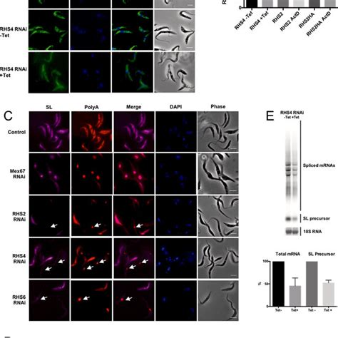 The Mrna Nuclear Export Pathway The Bulk Of Mrna Is Exported Into The Download Scientific