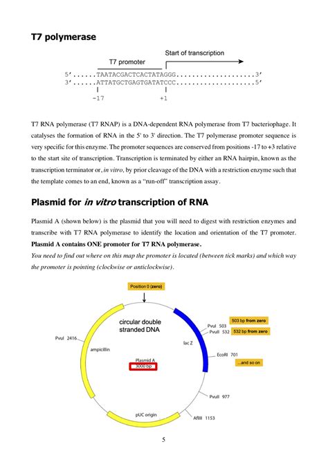 Include A Diagram Of The Undigested Plasmid Based On The Diagram