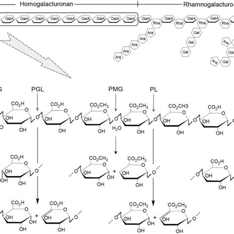 Schematic Representation Of The Mode Of Action Of Pectinolytic Enzymes