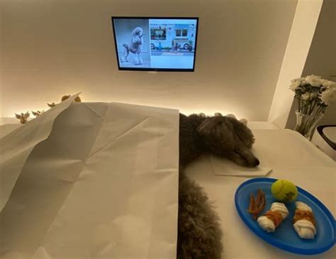 9년간 가족처럼 지낸 반려견 실비 무지개 다리 건넜다는 소식 전한 정용진 부회장