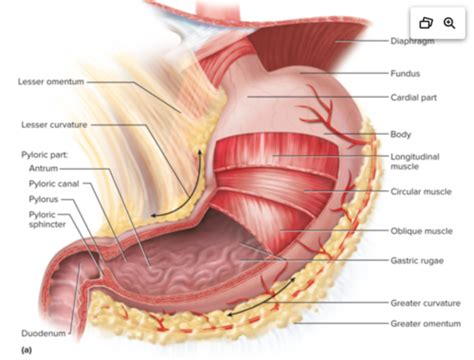 Lab Practical Flashcards Quizlet Lab Practical Flashcards Quizlet
