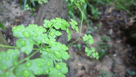 Ferns Talk Via Pheromones To Decide Sex IFLScience