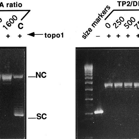 Purification Of Recombinant Transition Protein TP And TP And Download Scientific