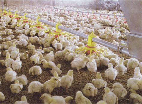 About Broiler Cage Chicken Guide Poultry Farming Strategies Of Layers