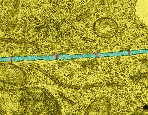 Arabidopsis Plasmodesmata Of Root Cells Stock Image C009 4017 Science Photo Library