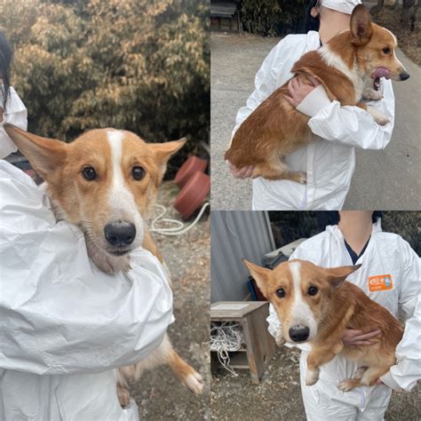 충남 당진시에서 웰시 코기 펨브로크 발견 보호
