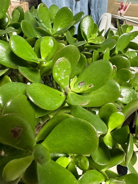 다육이식물 염좌 지식in