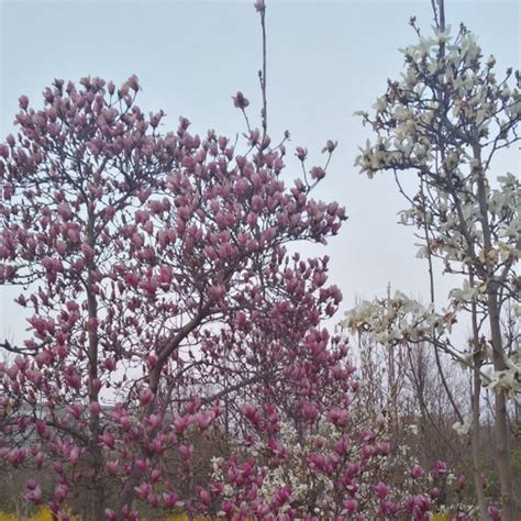 Wenjing Wang Henan University Kaifeng Key Laboratory Of Plant Stress Biology Research Profile