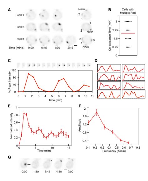 Solved 50 ﻿pointsa ﻿in Matlab Generate 36 ﻿sinusoidal