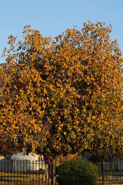 Ficus Benghalensis Tree Grows In April In Al Metalaa Park Khor Fakkan Sharjah United Arab