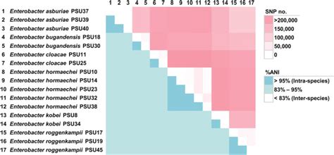 Genomic Analysis Of Enterobacter Cloacae Complex From Southern Thailand