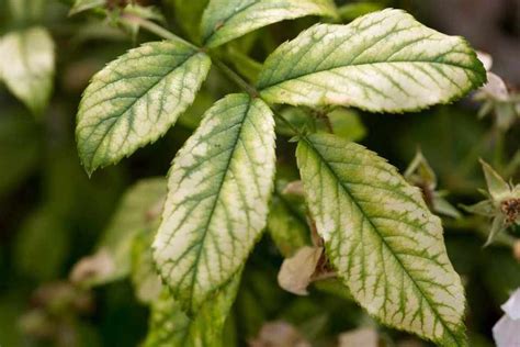 Effects Of Magnesium Deficiency On Plants Haute Life Hub