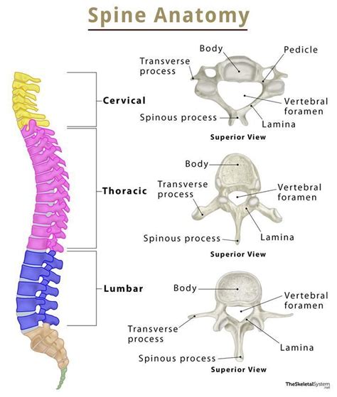 Spine Vertebral Column Bones Anatomy And Labeled Diagram Anatomy