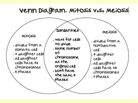 Understanding The Key Differences Mitosis Vs Meiosis Venn Diagram