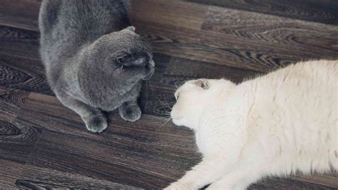 What Happens During Cat Mating Season The Cat Bandit Blog