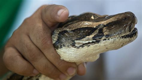 Python Caveats Le Scylardor
