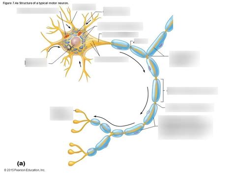 Structure Of A Typical Motor Neuron Diagram Quizlet