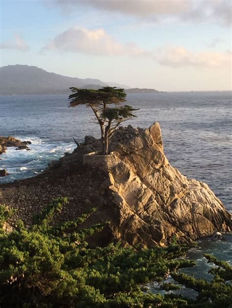 Lone Cypress On 17 Mile Drive Pebble Beach