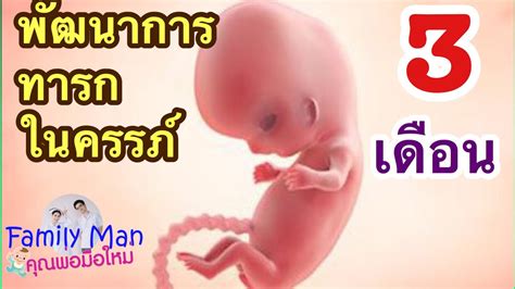 พัฒนาการทารกในครรภ์ 3 เดือน ลูกในท้อง 3 เดือนมีพัฒนาการอย่างไรบ้าง แม่ท้องอายุครรภ์3เดือนร่างกาย