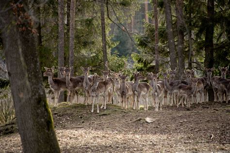 3840x2563 Deer Forest Herd Red Deer Trees 4k Wallpaper