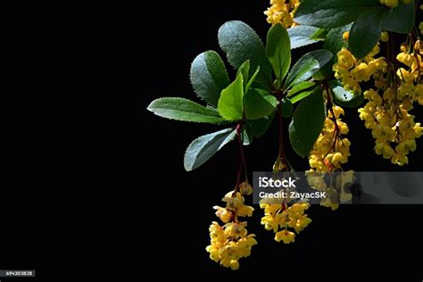 매 발톱 나무 Berberis Sieboldii 어두운 배경에 잎 작은 노란색 꽃과 영 거 Berberine에 대한 스톡 사진