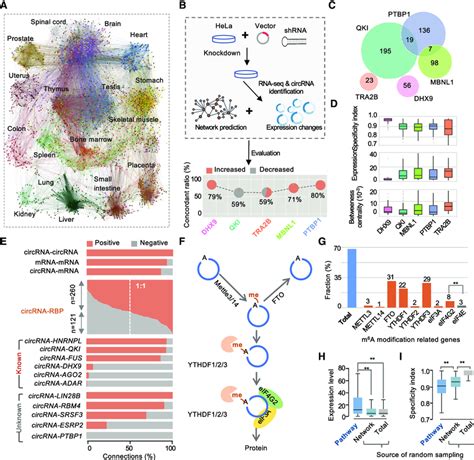 Co Expression Network Of Human Circrnas And Mrnas A Visualization Of
