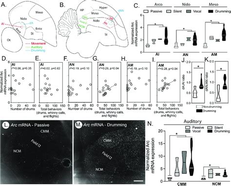 Movement And Hearing Induced Ieg Expression In Telencephalic Regions Of Download Scientific