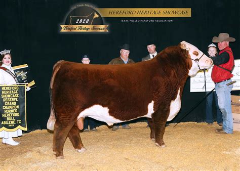 Hereford Champions Gkb Cattle Herefords Angus Brangus And Brahman