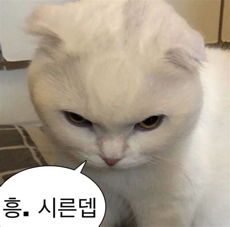 말풍선 짤에 있는 핀