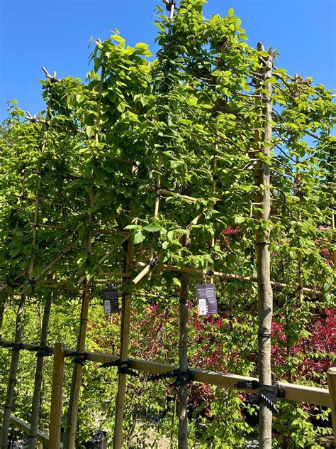 Ultra Mature Beech Pleached Tree Fagus Sylvatica For Privacy Screeni
