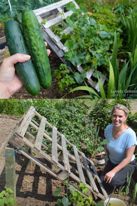 Easy DIY Cucumber Trellis Ideas A Piece Of Rainbow