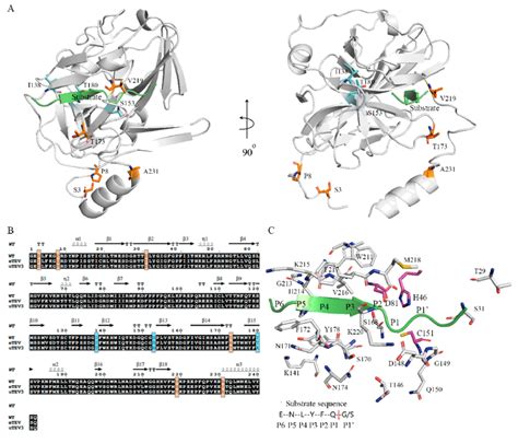 The Structural Model Of Full Length Wild Type Tev Protease A The Download Scientific Diagram