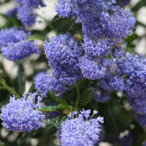 Ceanothus The California Lilac Nurseries Online