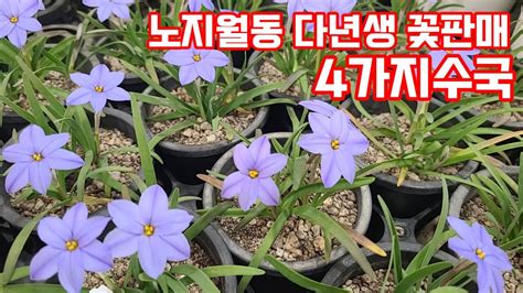 향작약 화단가꾸기 마당정원 노지월동식물 전원생활 Youtube