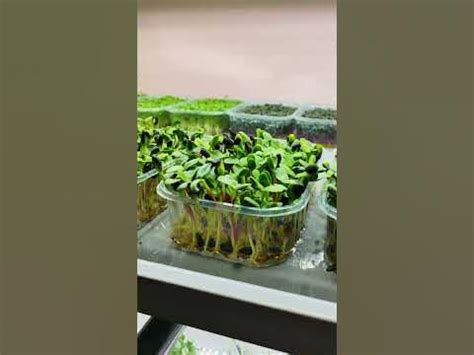 микрозелень подсолнечника #микрозелень #подсолнух #подсолнечник - YouTube