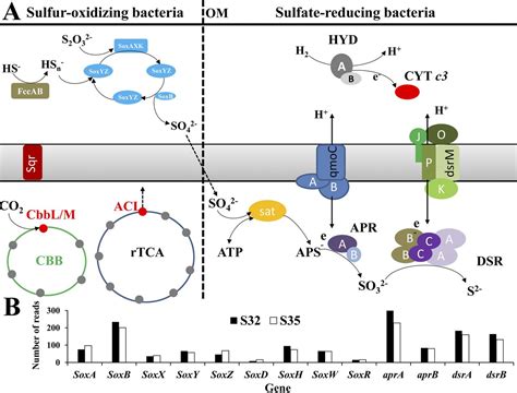 Sulfur Cycle Bacteria