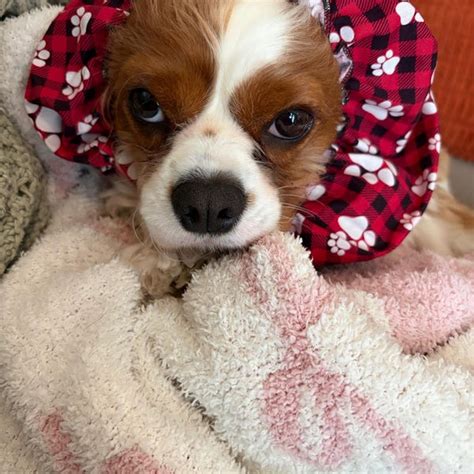 Dog Snood Long Ear Protector For Cavalier Spaniels And Basset Hounds Etsy