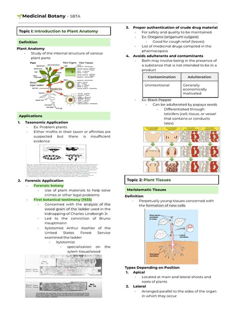 Plant Anatomy Notes Pdf Tissue Biology Leaf