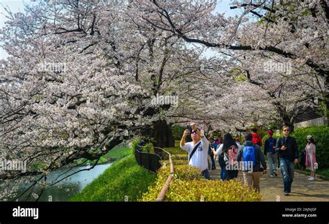 Tokyo Japan Apr 7 2019 People Enjoying Cherry Blossom Hanami At