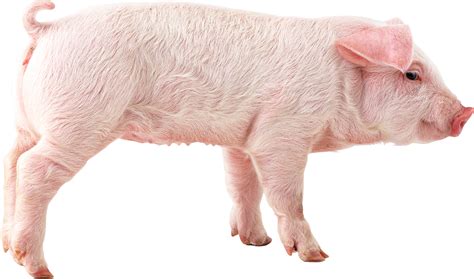 Pig Png Image