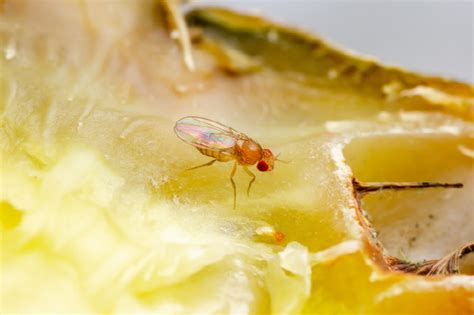 여름철 활개치는 ‘초파리 없애는 법 당신의 건강가이드 헬스조선