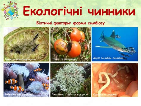 Екологічні чинники Online Presentation