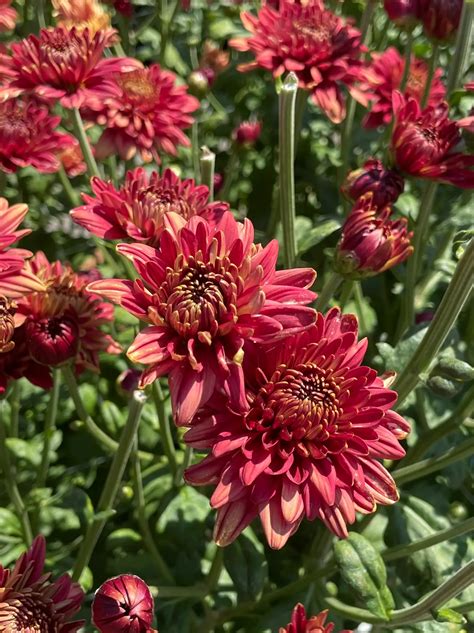 สวนดอกไม้ And สวนสนเข้าชมฟรีใกล้กรุงเทพ 🌸🌲 ปทุมธานี แกลเลอรีที่โพสต์โดย Amchom🌻 Lemon8