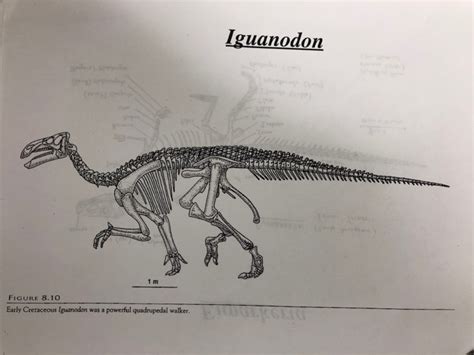 Name Group Members Ornithischia Saurischia In This