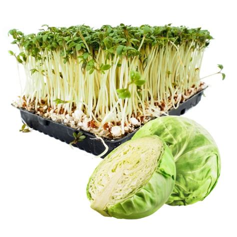 Cabbage Seedlings Shivchhaya Bio Tech Pvt Ltd