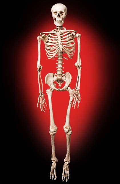 Skeletons And More