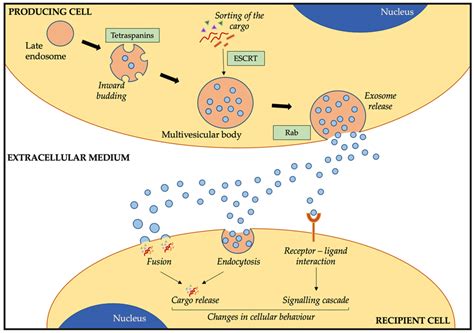 Exosome Biogenesis Release And Uptake By Cells Abbreviations Escrt Download Scientific