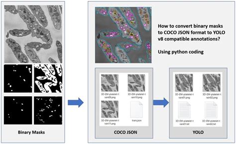 Microscopy Deeplearning Computervision Yolo Coco Segmentation Sreenivas B