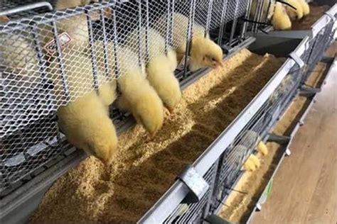 육계 장건강 개선 효능 뛰어난 유산균 3종 발견