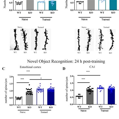 Dendritic Spines And Representative Dendritic Segments In Entorhinal